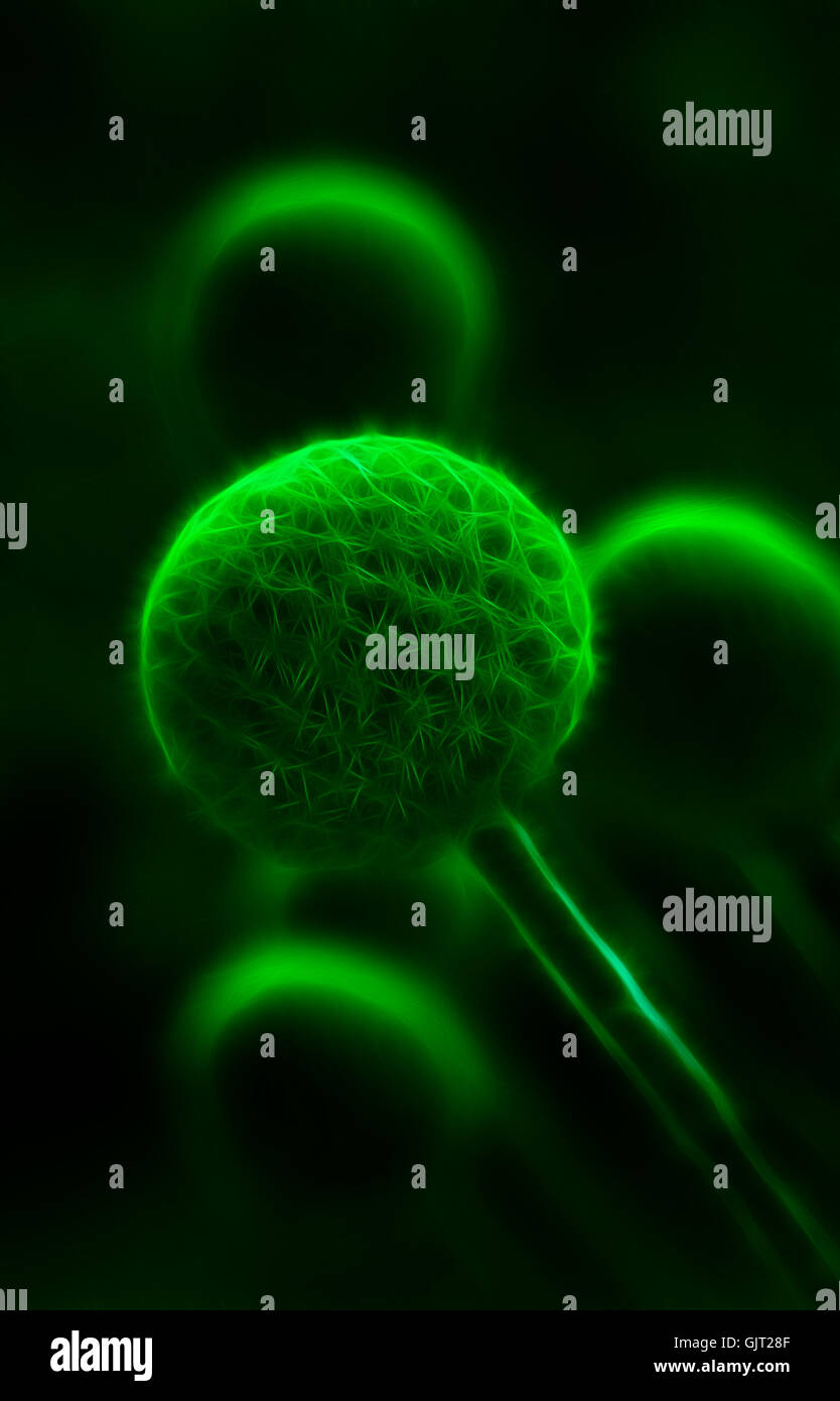 Craspedia globosa hi-res stock photography and images - Alamy