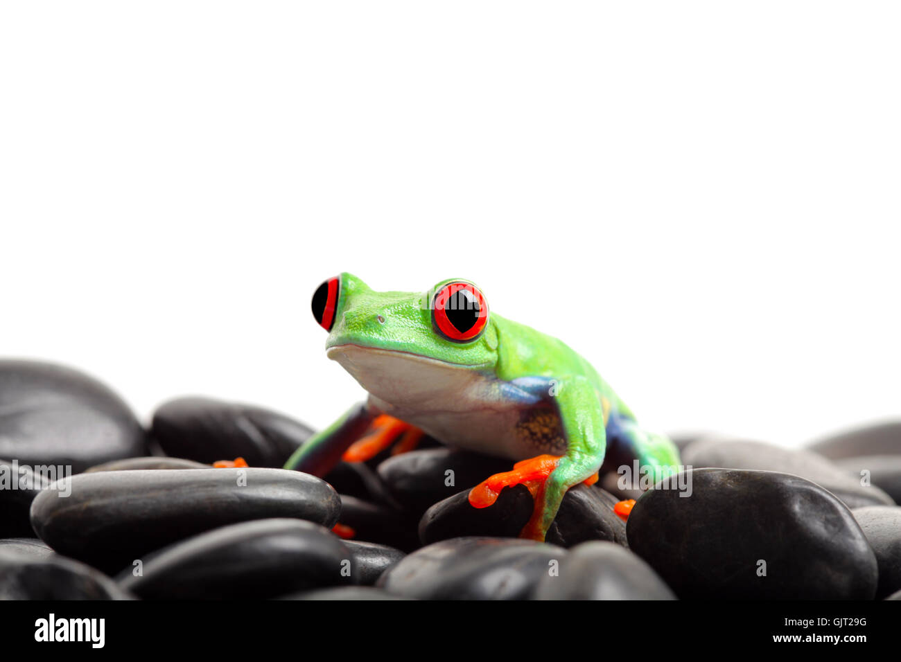 animal amphibian frog Stock Photo - Alamy