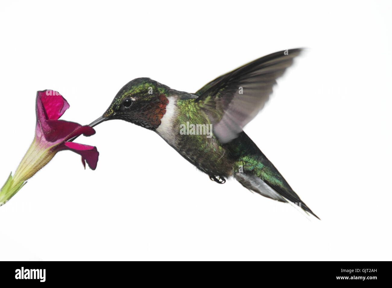 isolated flower plant Stock Photo - Alamy