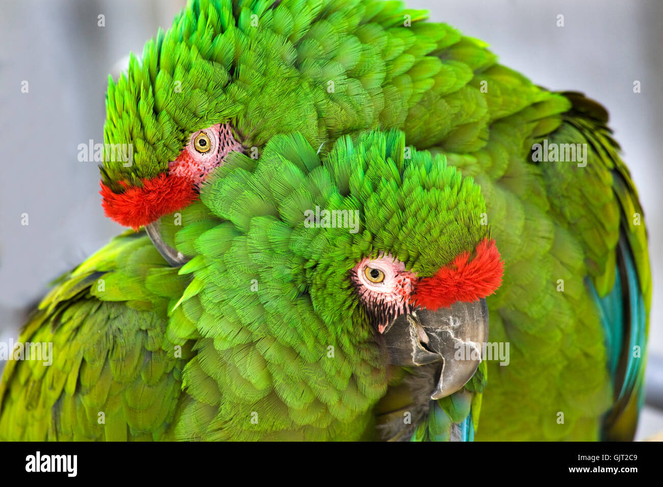 green parrot cuddling Stock Photo - Alamy