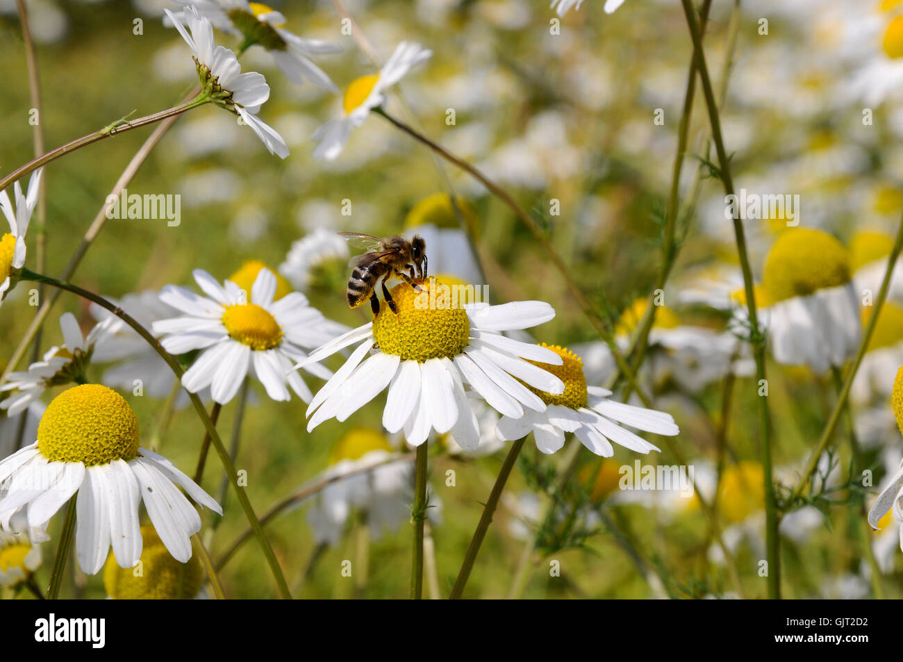 environment enviroment insect Stock Photo - Alamy