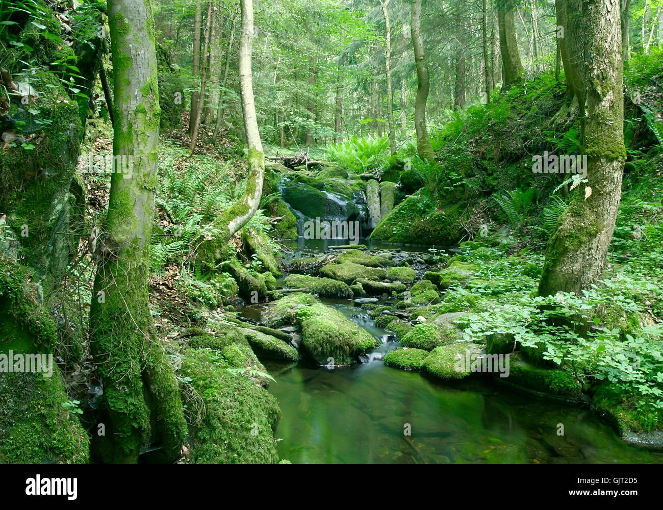 bach in the forest Stock Photo - Alamy