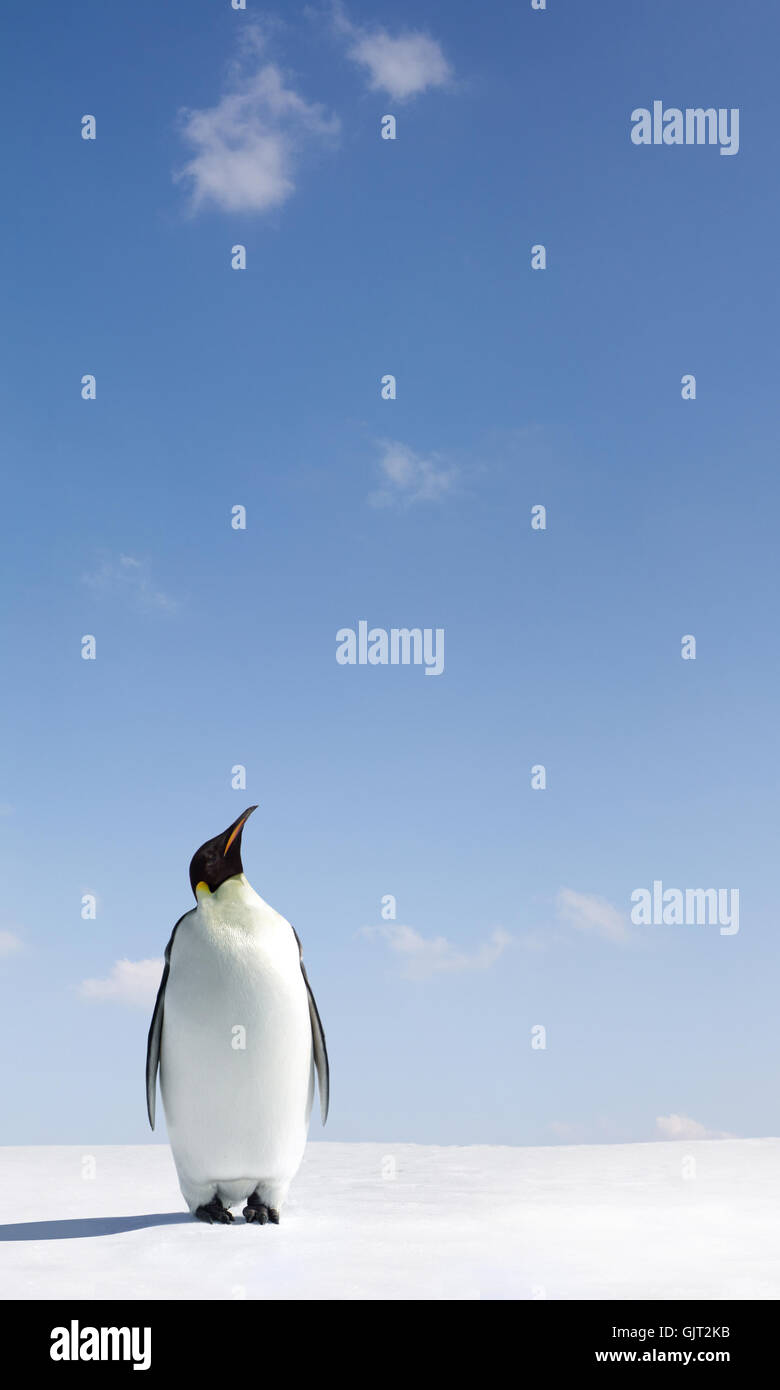 animal bird look Stock Photo - Alamy
