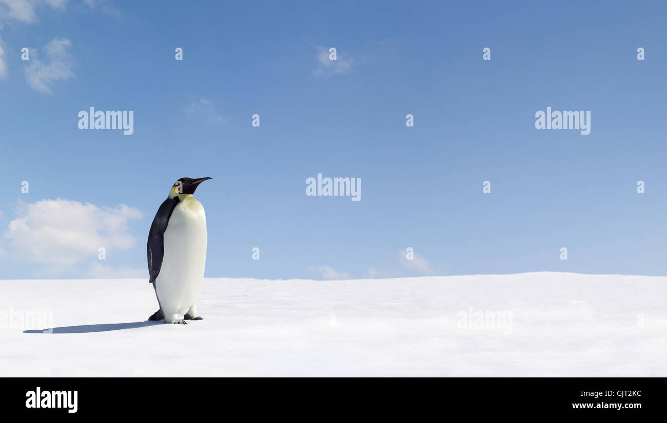 animal penguin wildlife Stock Photo - Alamy