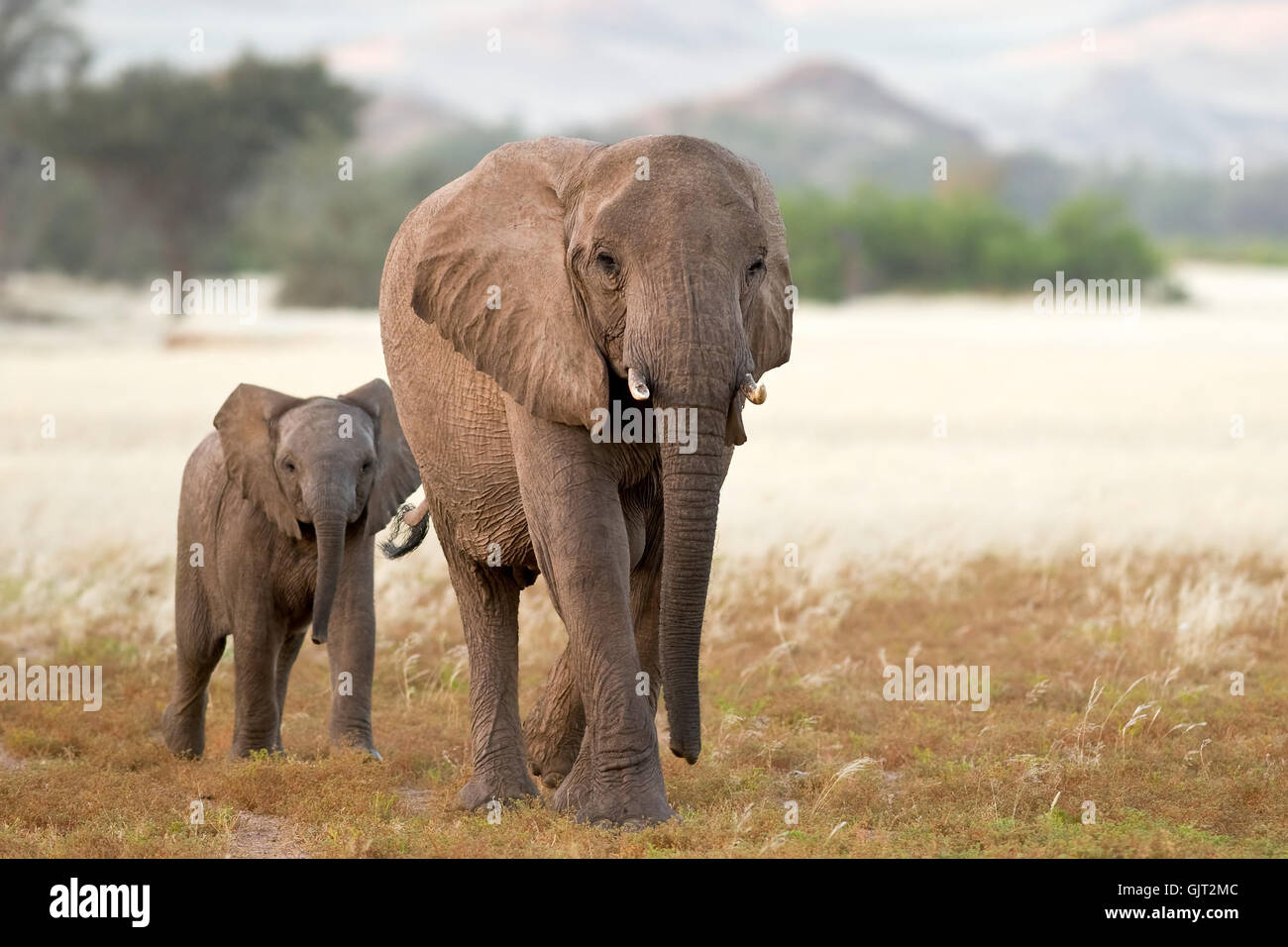Namibia elephants hi-res stock photography and images - Alamy