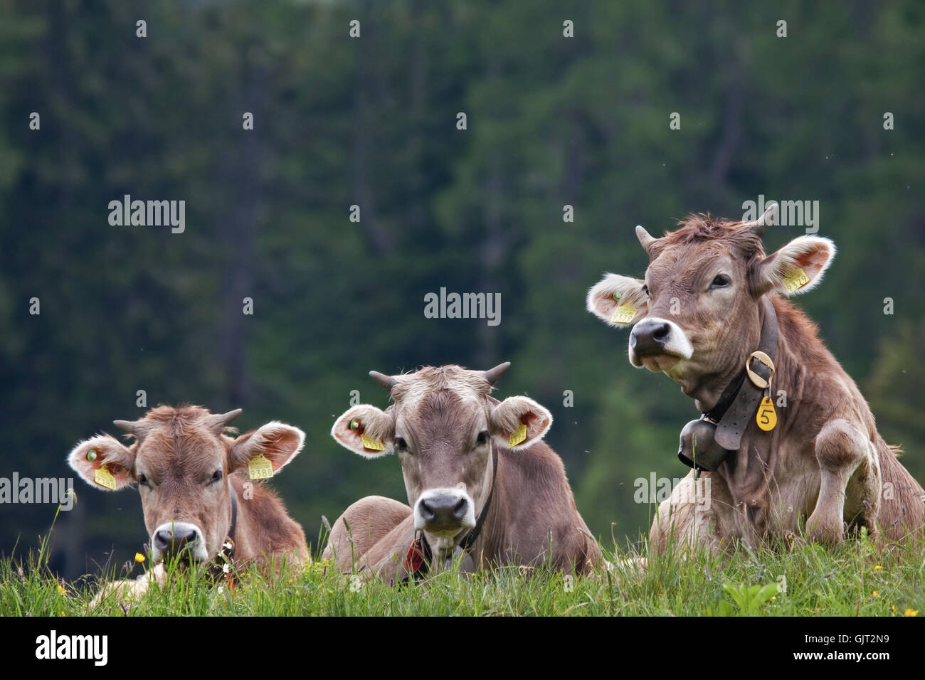 Three cow hi-res stock photography and images - Alamy