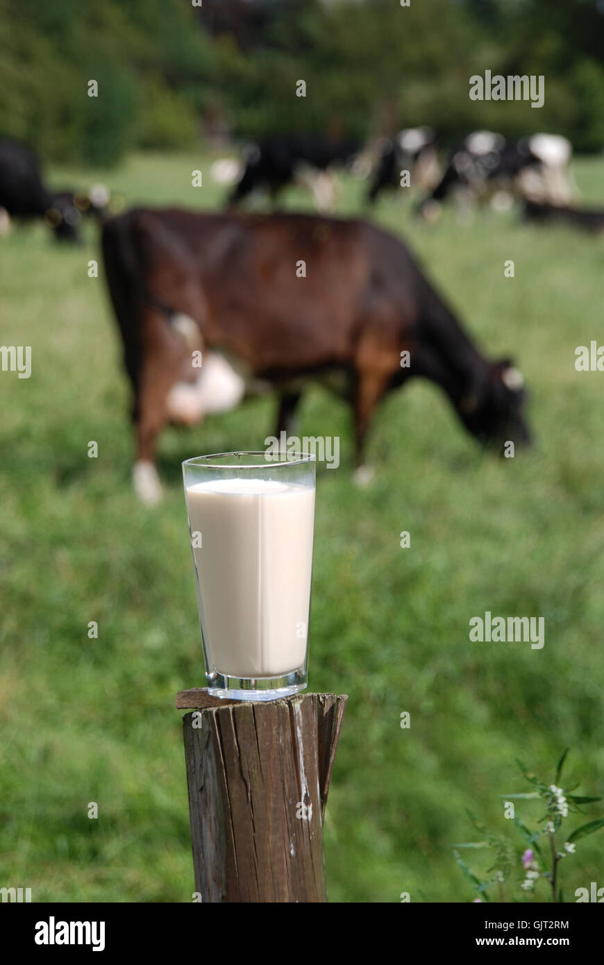 Milker hi-res stock photography and images - Alamy