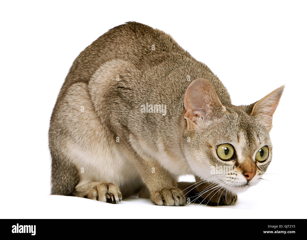 cats sing crouching Stock Photo - Alamy