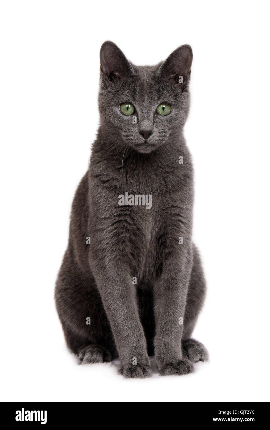 cats cat baby kitten Stock Photo - Alamy