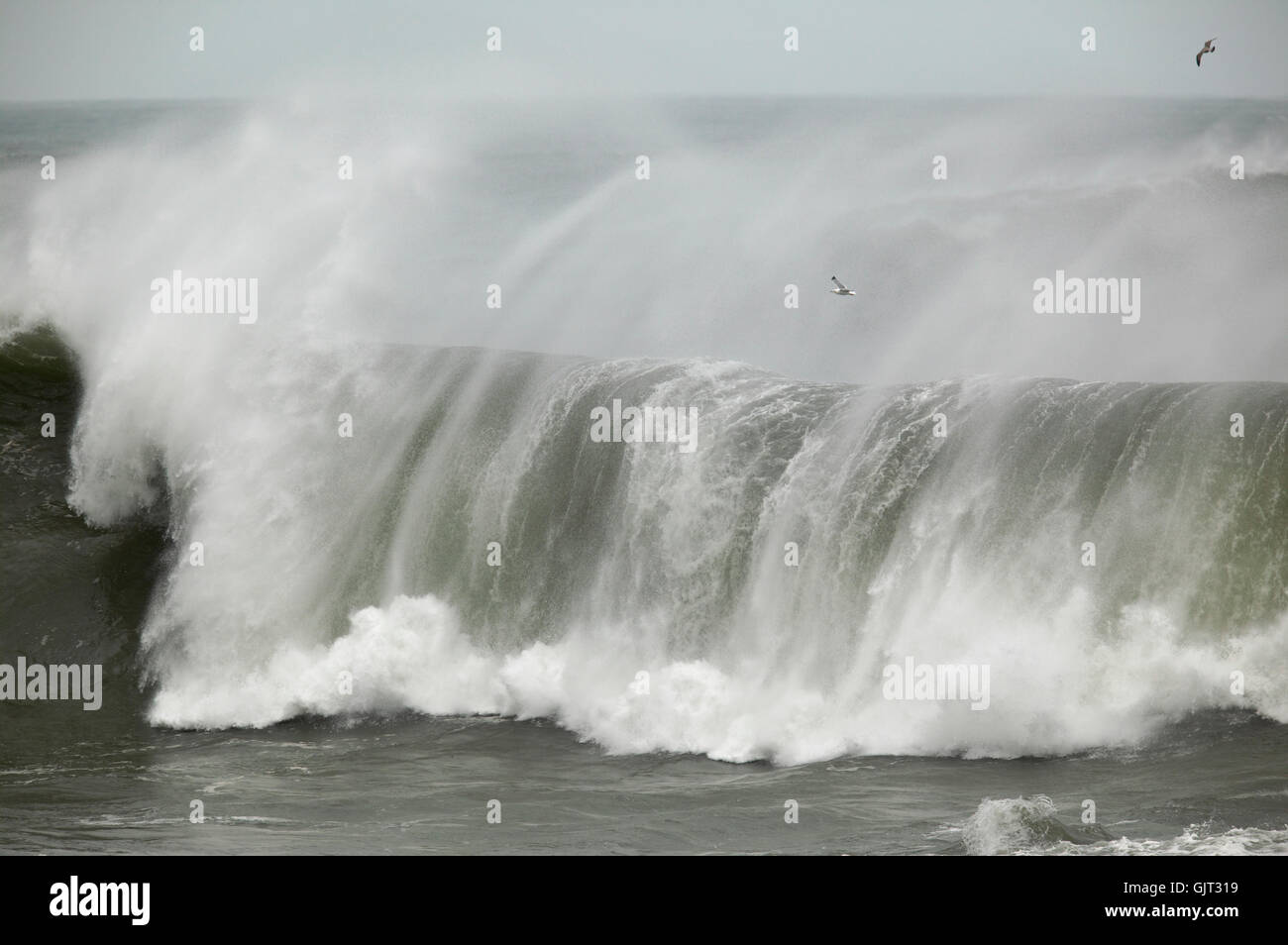 waves seagulls gulls Stock Photo - Alamy