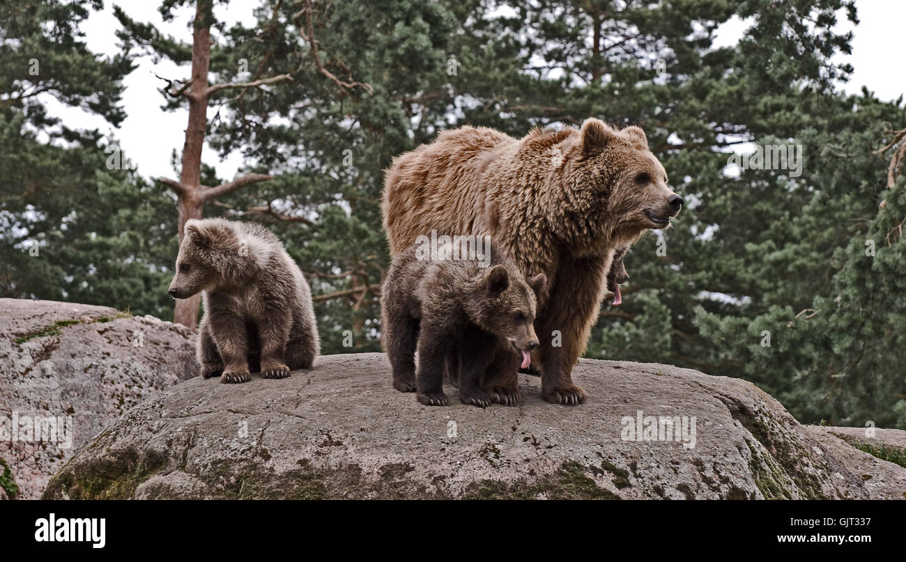 Bear skin cap hi-res stock photography and images - Alamy
