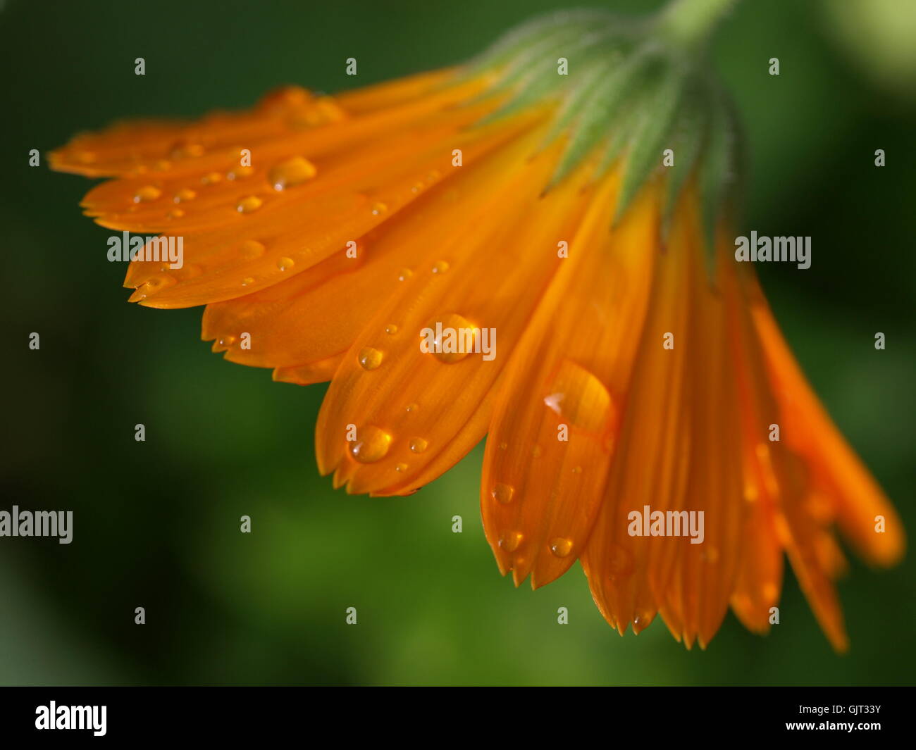 Rain regen hi-res stock photography and images - Alamy