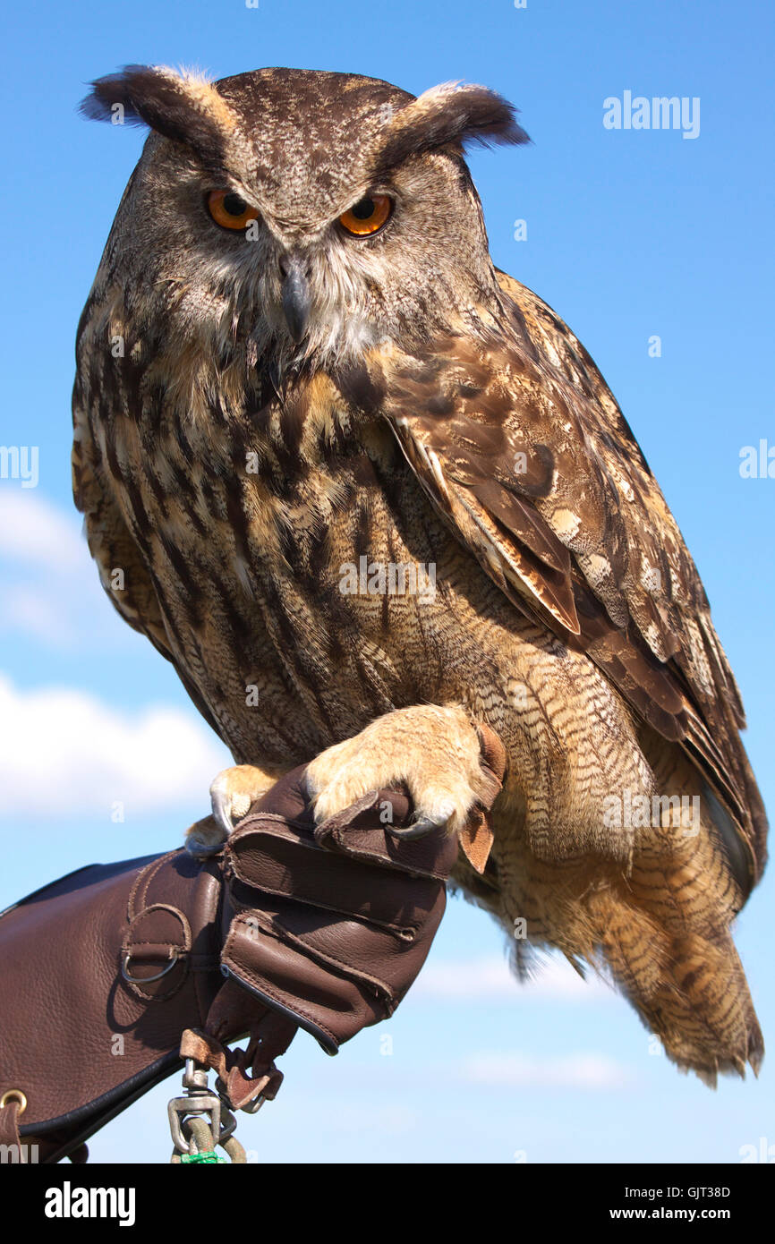 bird portrait birds Stock Photo - Alamy