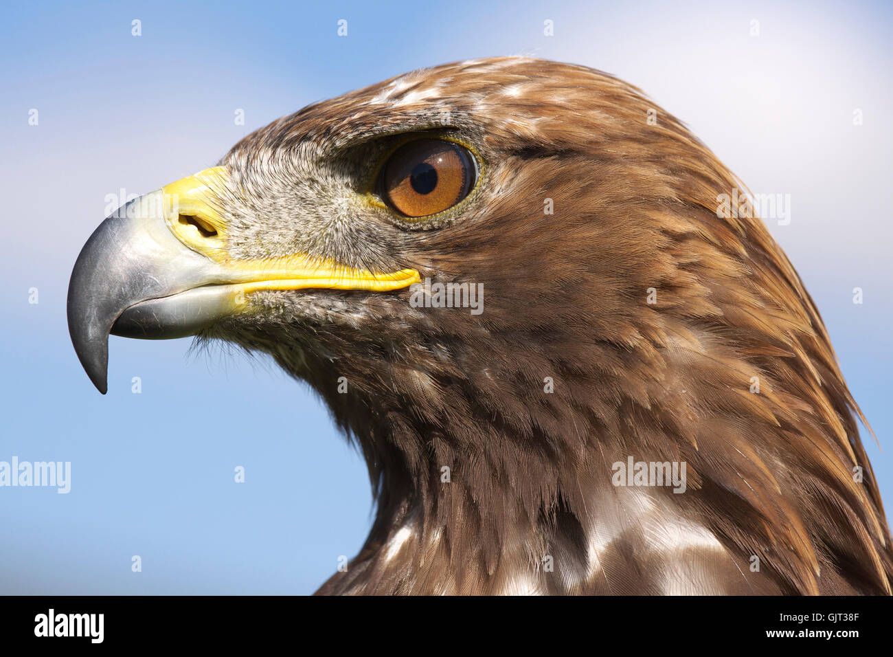 Golden eagle flying portrait hi-res stock photography and images - Alamy