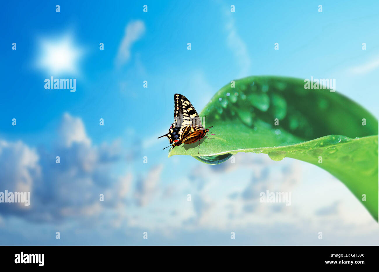 leaf butterfly drop Stock Photo - Alamy