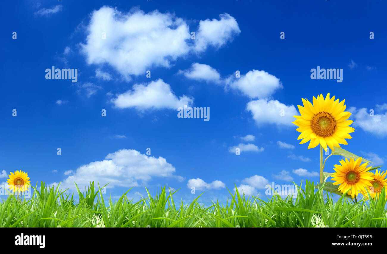 Metaphor sunflowers hi-res stock photography and images - Alamy
