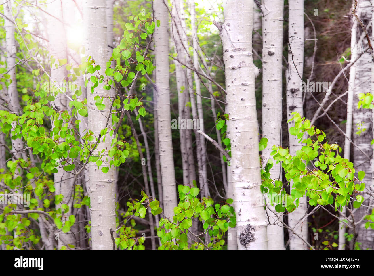 Trees leaves hi-res stock photography and images - Alamy