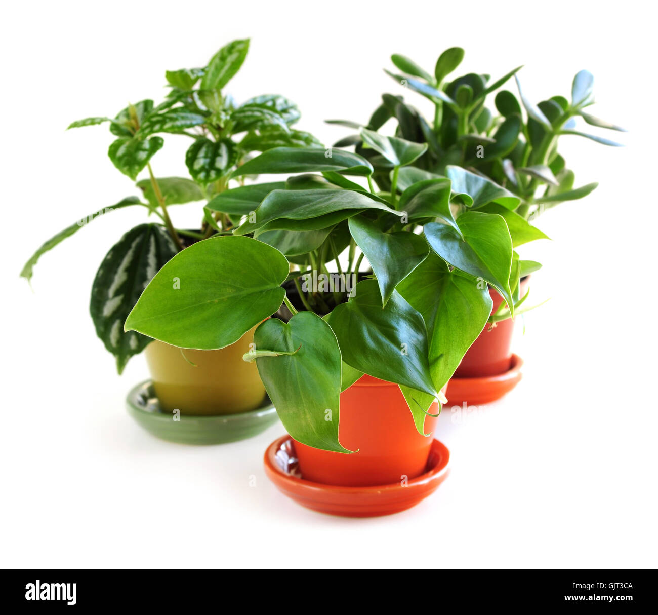 Isolated plants hi-res stock photography and images - Alamy