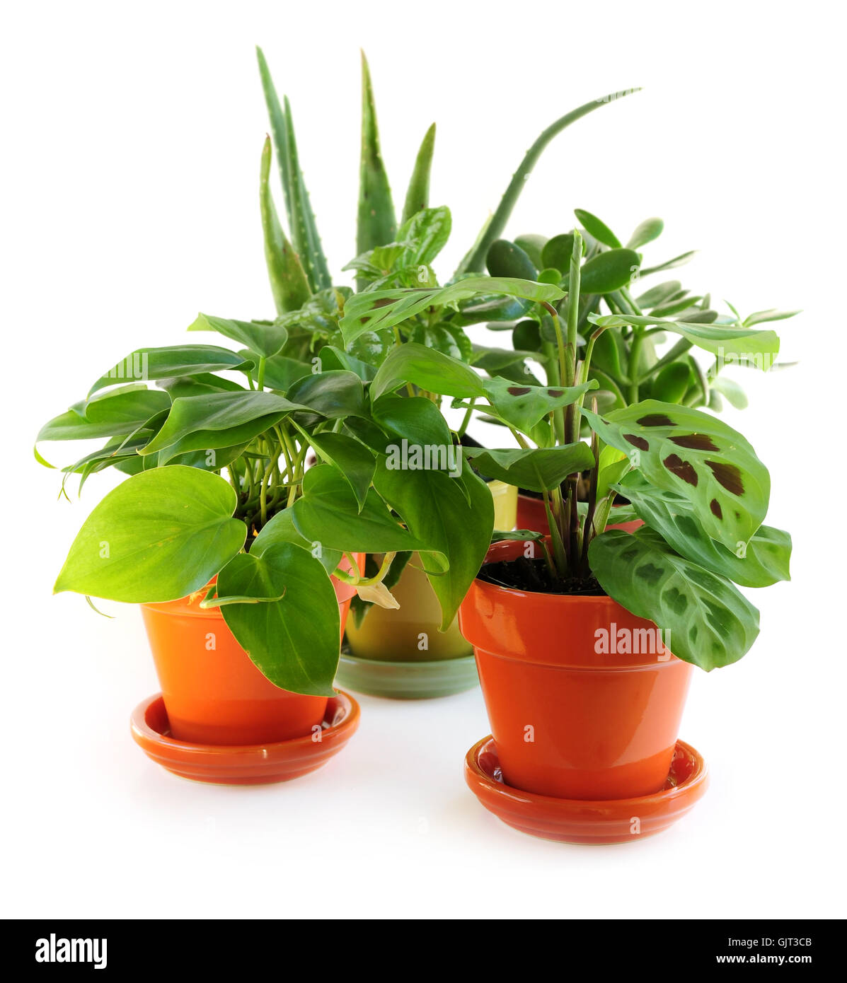 isolated gardening plants Stock Photo - Alamy