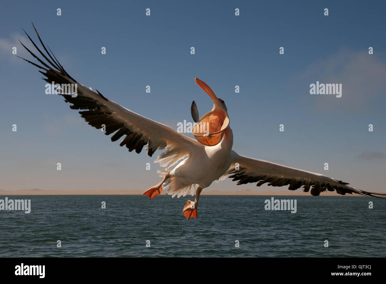 flight namibia fish Stock Photo - Alamy