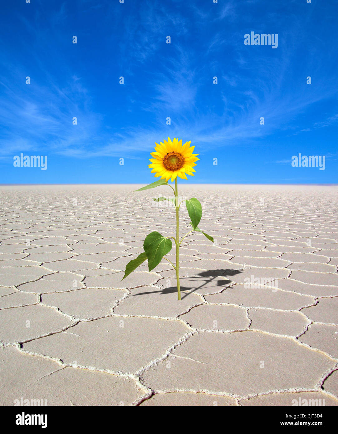 single isolated model Stock Photo - Alamy