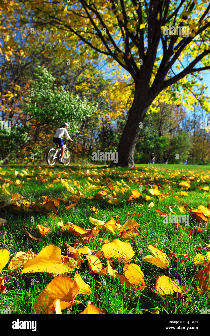 park leaves trail Stock Photo - Alamy