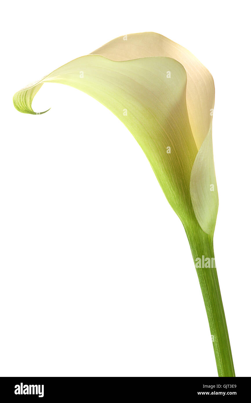 Calla Cut Out Stock Images & Pictures - Alamy