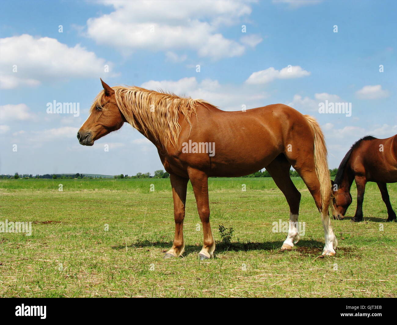 german riding pony Stock Photo - Alamy