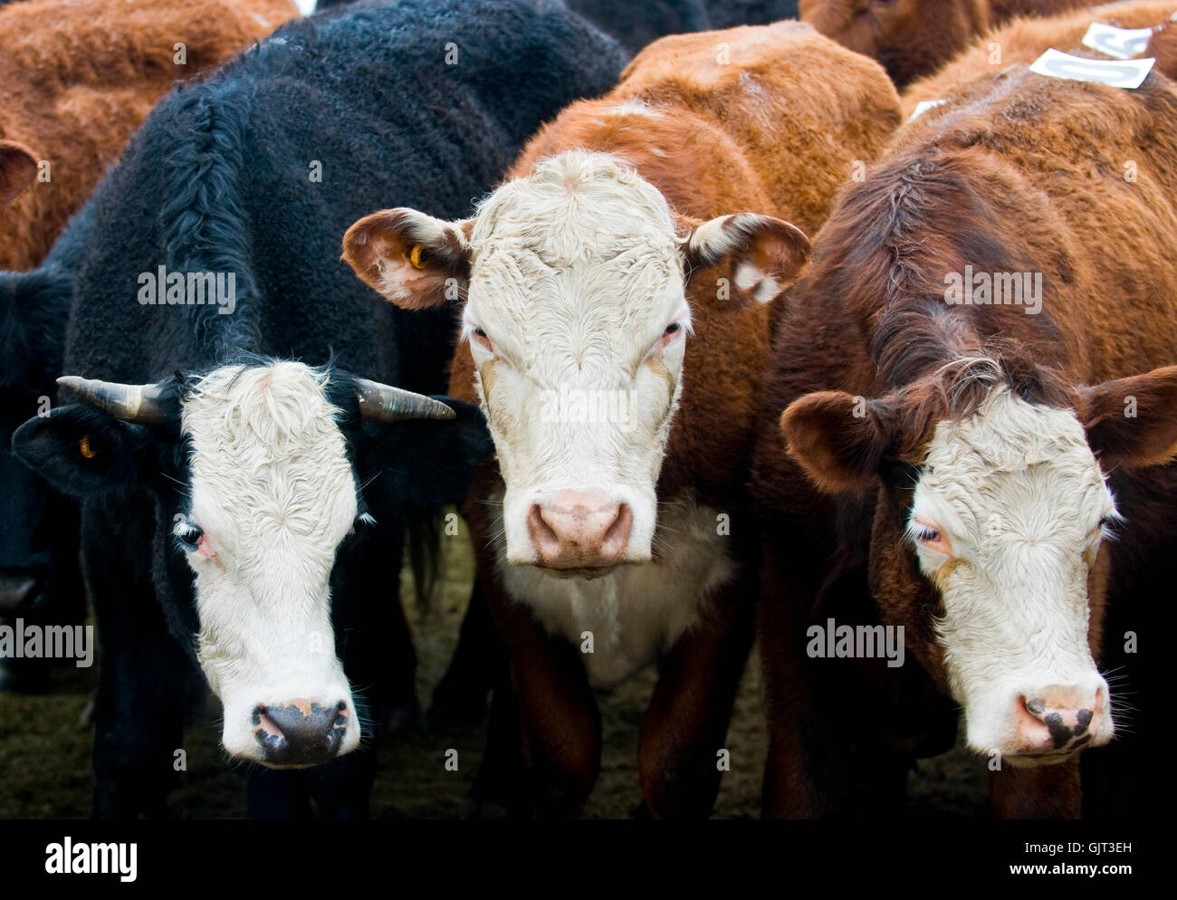 animal cow livestock Stock Photo - Alamy