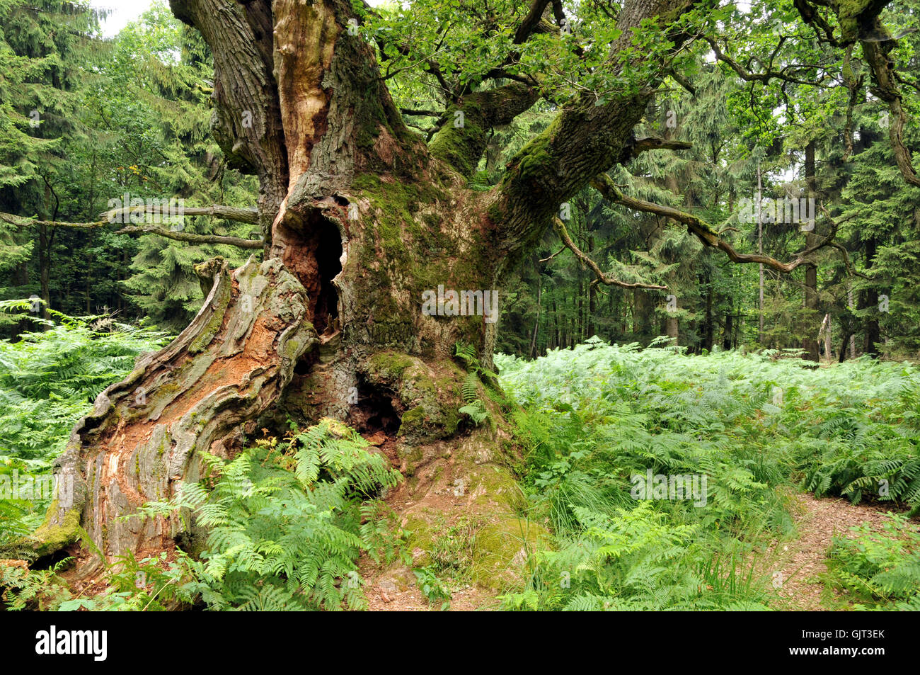 Oak tree trees hi-res stock photography and images - Alamy