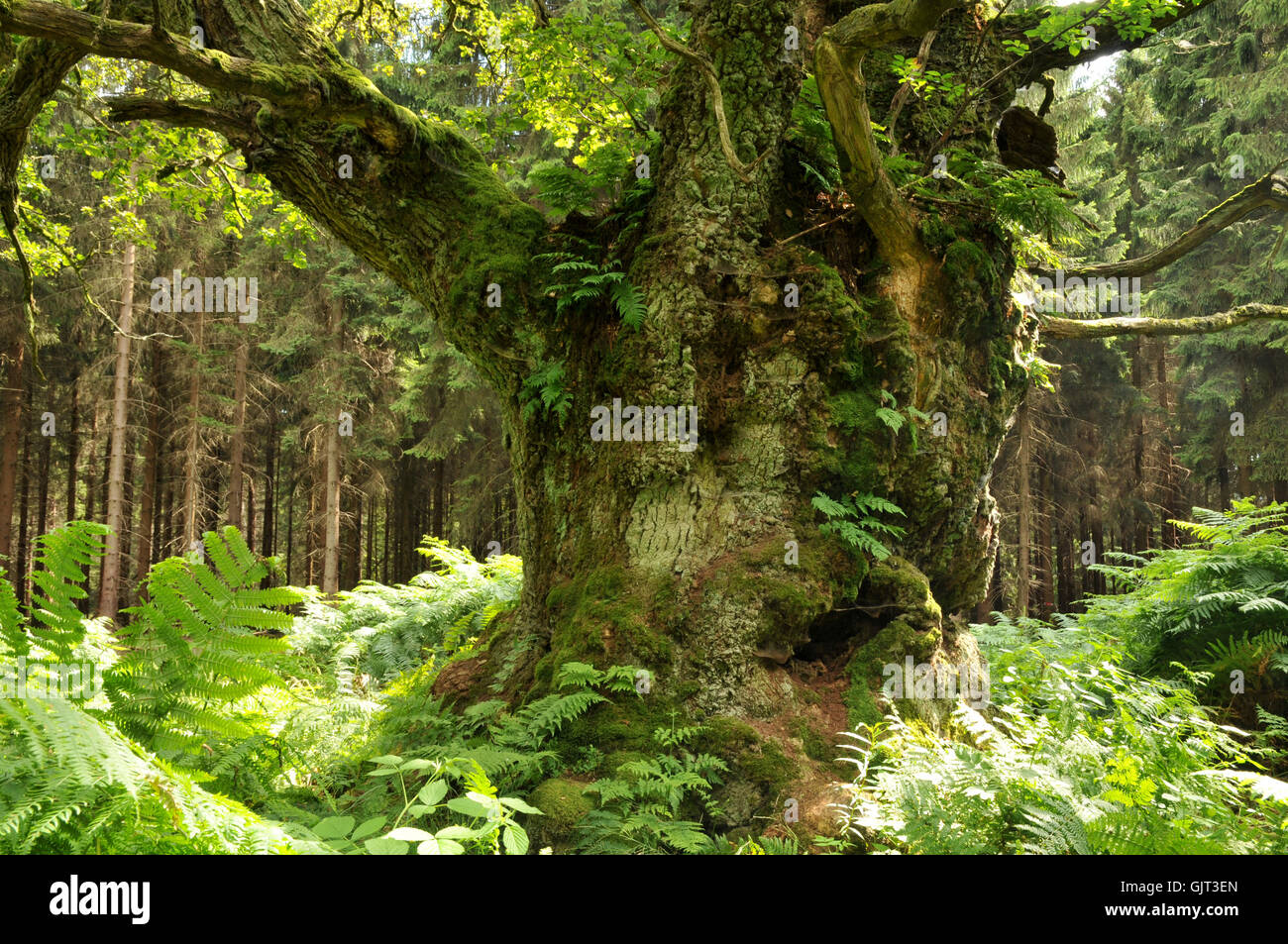 Old tree hi-res stock photography and images - Alamy