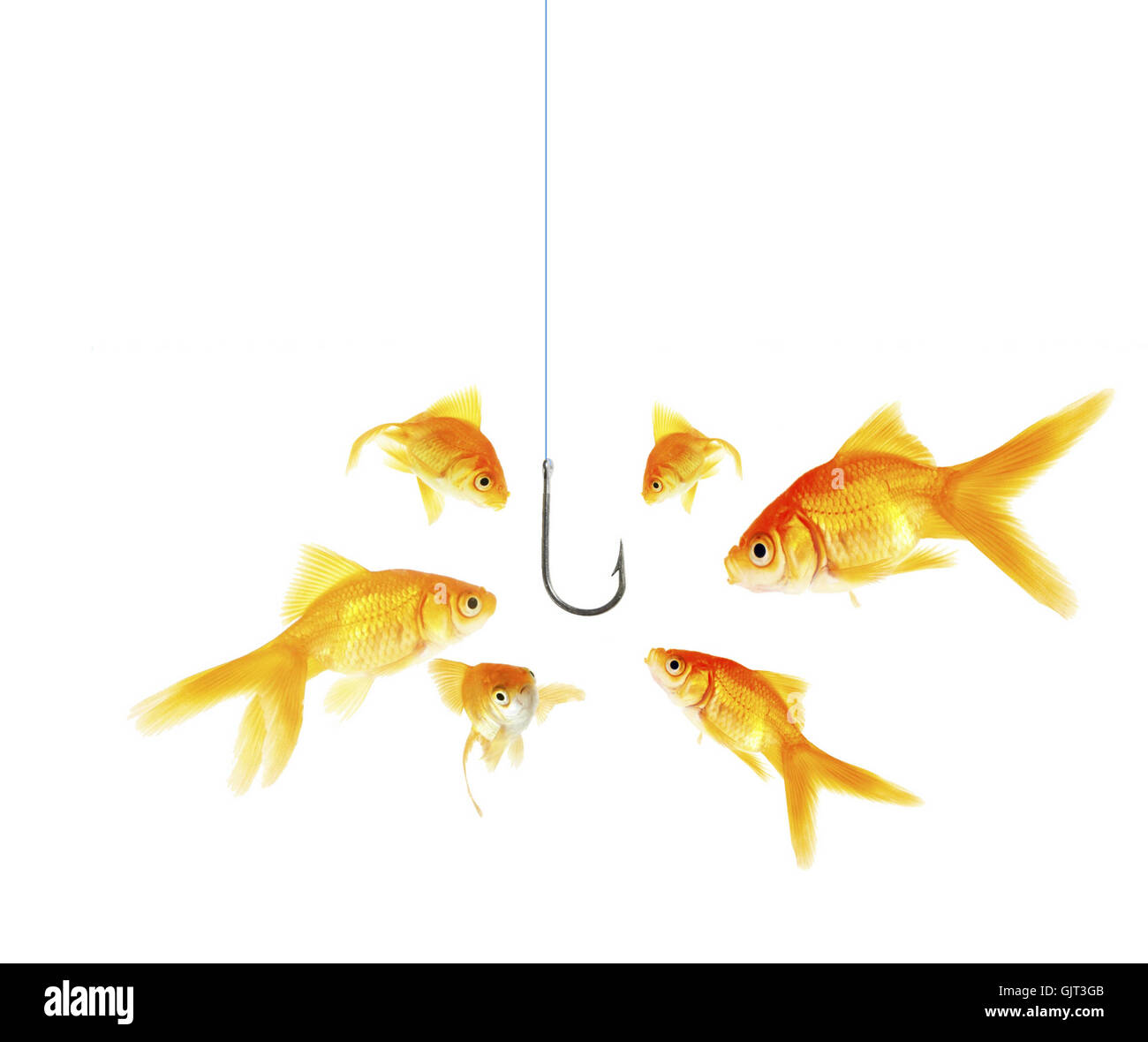 fish attraction teamwork Stock Photo - Alamy