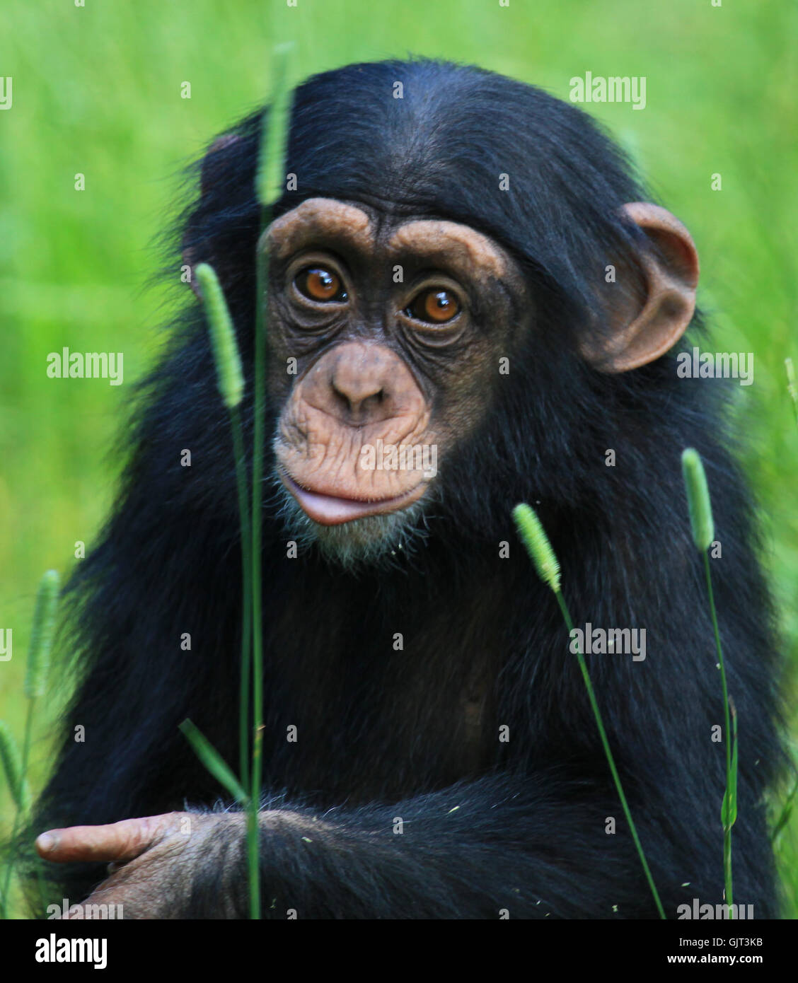 Chimp cub hi-res stock photography and images - Alamy