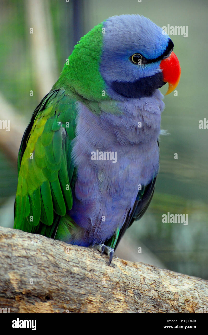 Bird beaks hi-res stock photography and images - Alamy