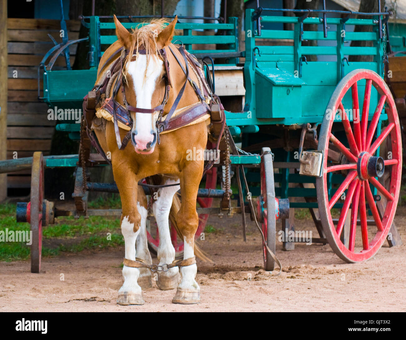 horse animal riding Stock Photo - Alamy