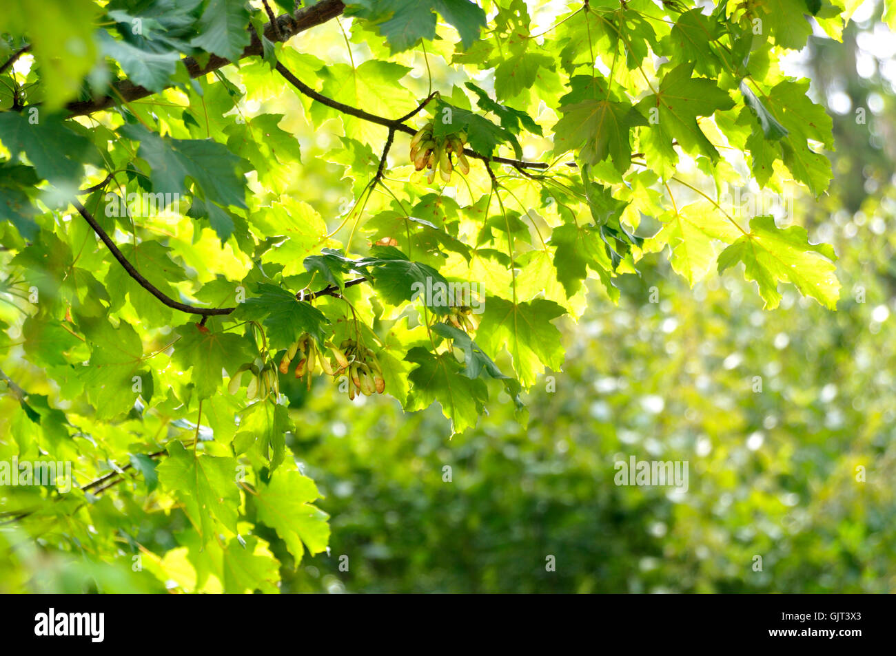 tree green leaves Stock Photo - Alamy