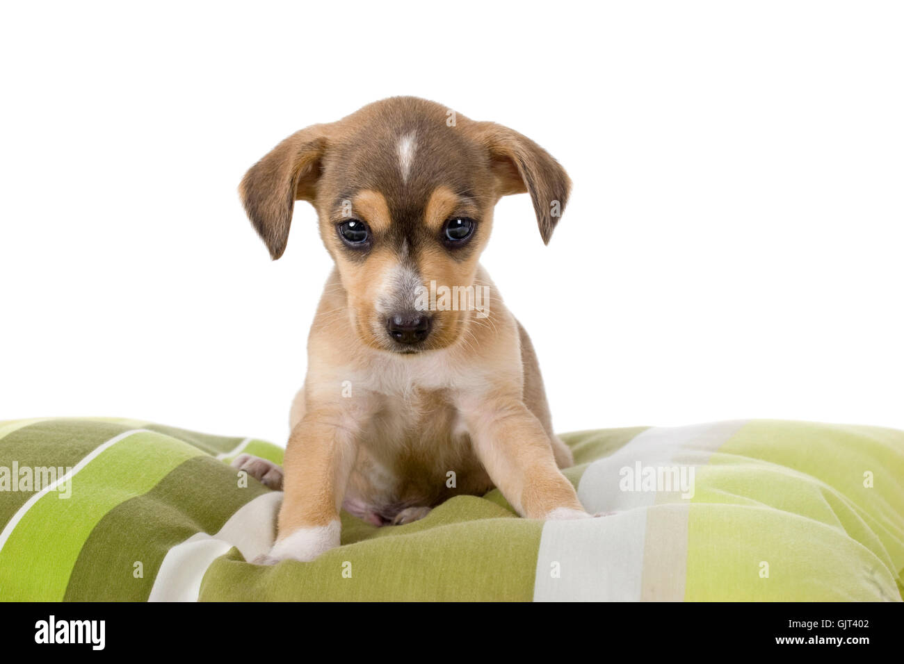 animal pet dog Stock Photo - Alamy