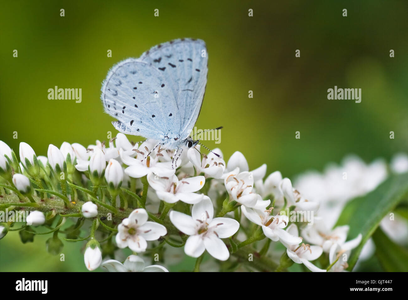 animal insect insects Stock Photo - Alamy
