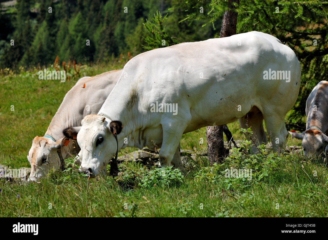 Alpine farm hi-res stock photography and images - Alamy