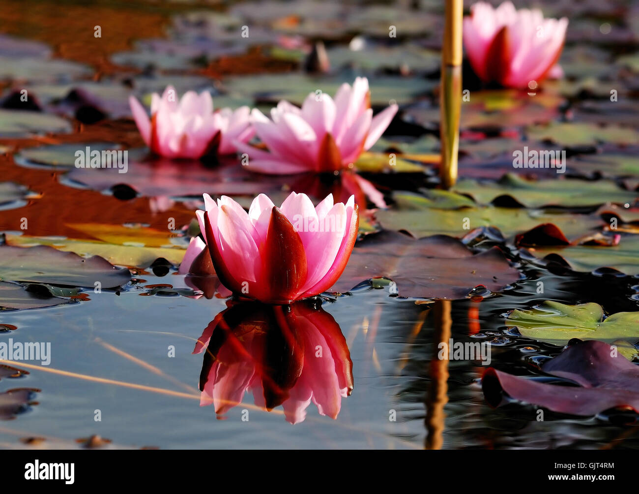 purple water lily fresh water Stock Photo - Alamy
