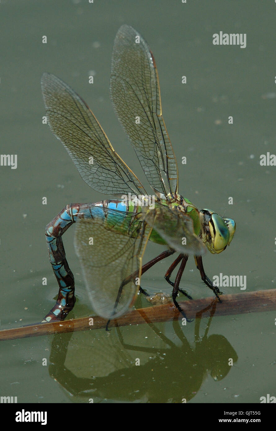 insect reflection dragonfly Stock Photo - Alamy