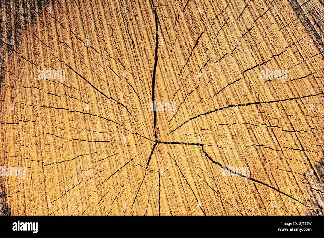 tree trunk deciduous tree Stock Photo - Alamy