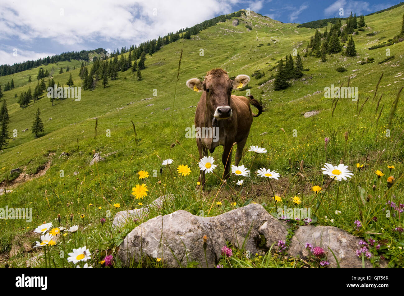 agriculture farming alps Stock Photo - Alamy