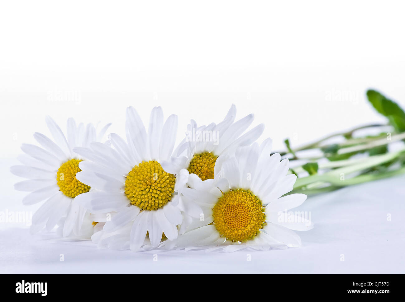 Marguerites for background hi-res stock photography and images - Alamy