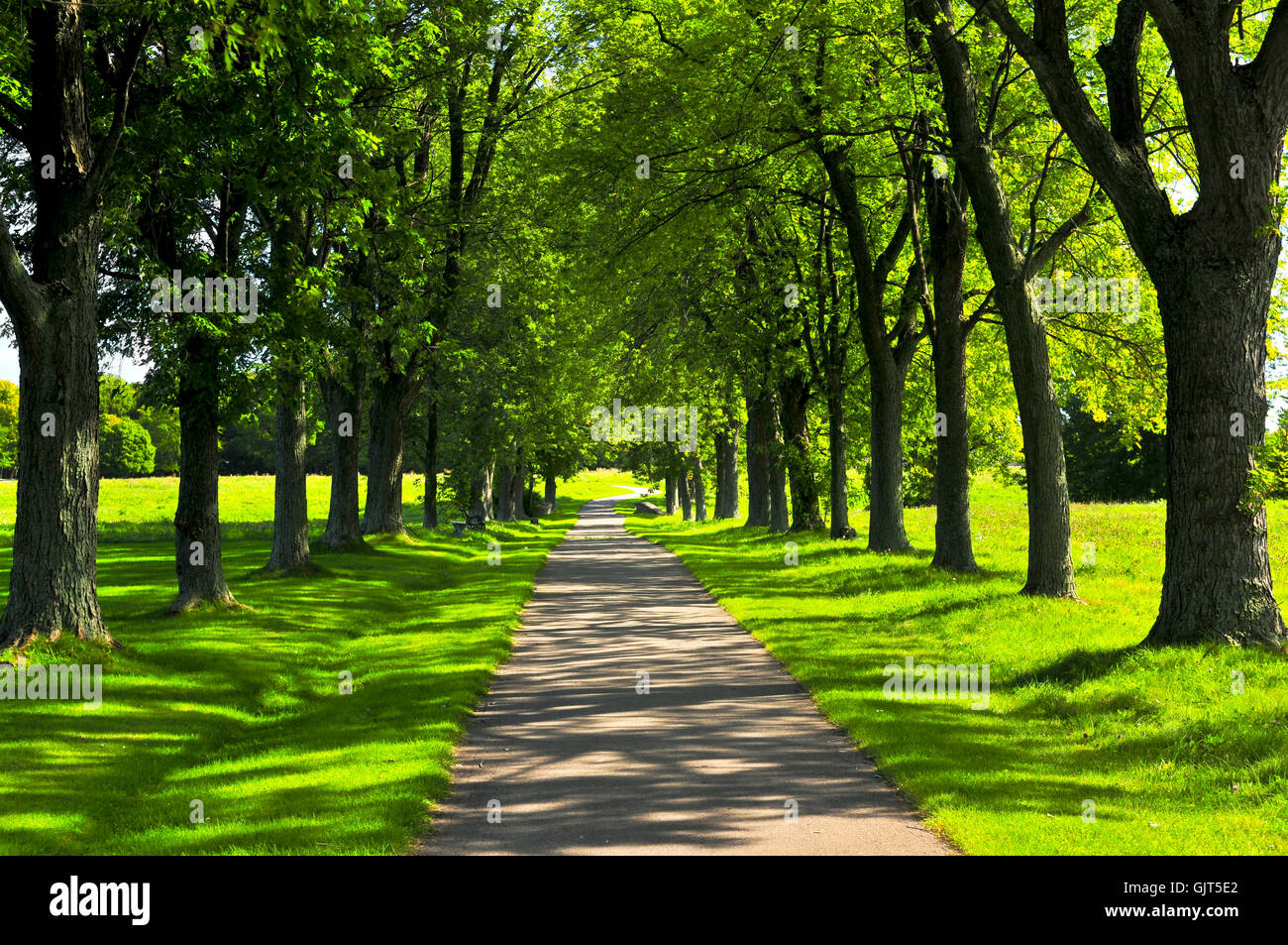 tree trees park Stock Photo - Alamy