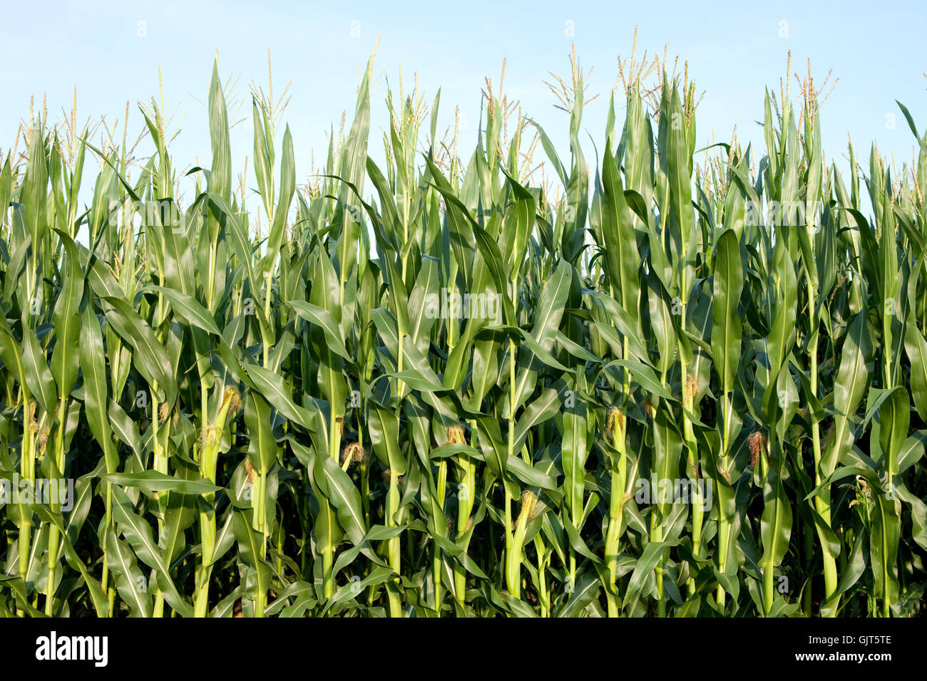 fodder agriculture farming Stock Photo - Alamy