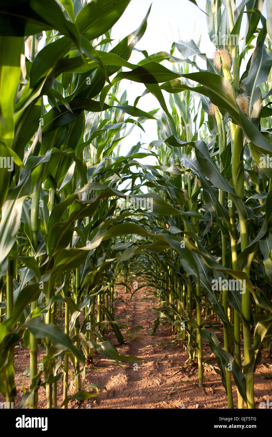 fodder agriculture farming Stock Photo - Alamy