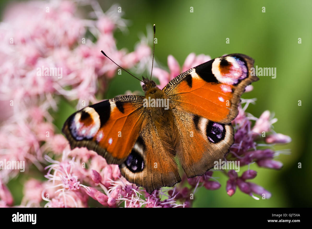Attractive to insects hi-res stock photography and images - Alamy