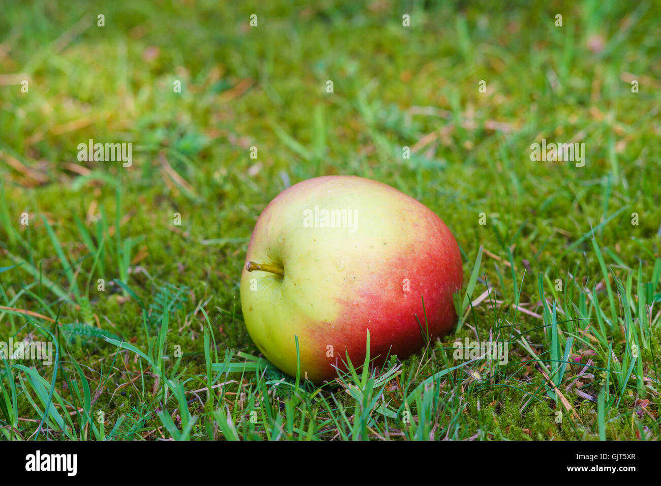 One rich apple on fresh grass background, selective focus Stock Photo ...