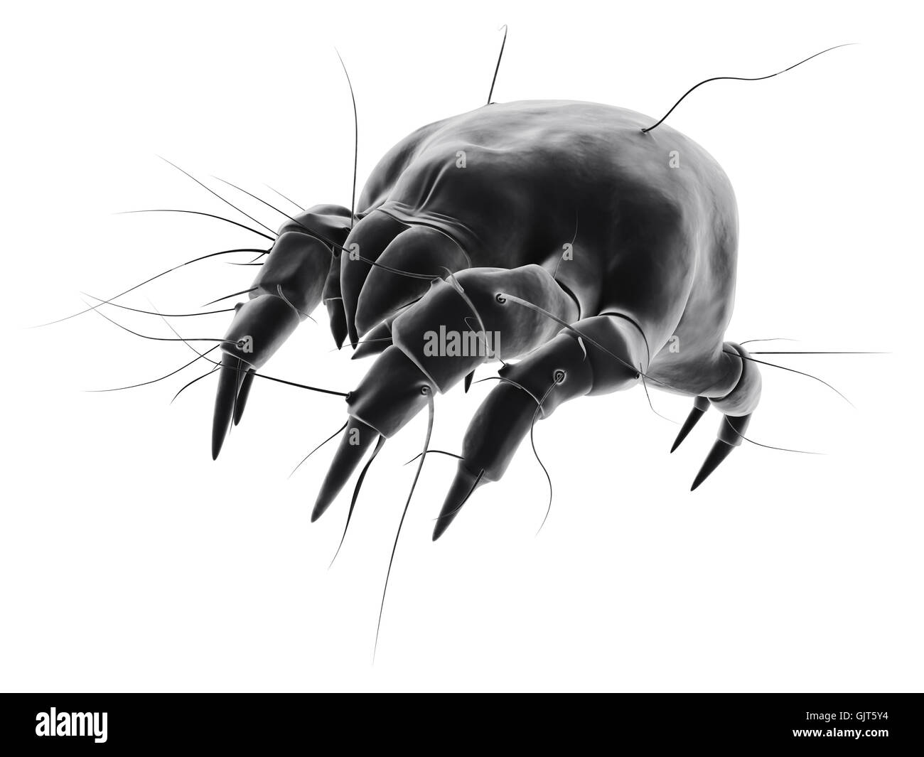 Dusty bug Cut Out Stock Images & Pictures - Alamy